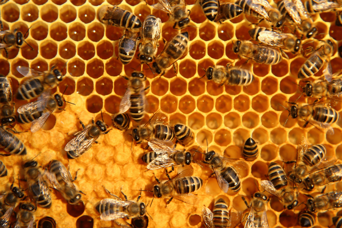 Les abeilles ont été déclarées l'espèce la plus importante au monde ...
